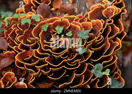 Brown velvet layer fungus (Stereum insignitum), ivy vine, Canton ...