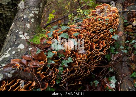 Brown velvet layer fungus (Stereum insignitum) on deadwood, mixed beech ...