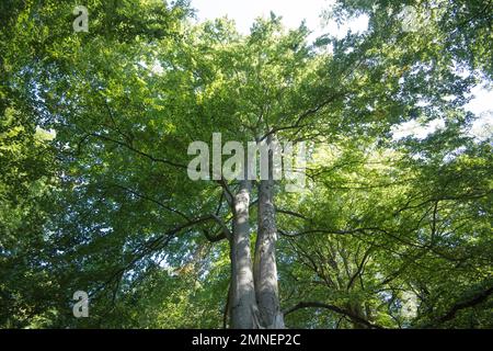 View into the tree canopy in the Darss primeval forest, Vorpommersche ...