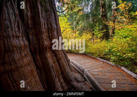 Wooden path around a thick western red cedar (Thuja gigantea), Grove of ...