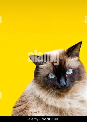 Funny cute Himalayan breed cat with blue eyes looking at the camera ...