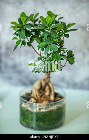 Ficus Benjamina in a pot. Ficus Benjamina Bonsai Stock Photo - Alamy