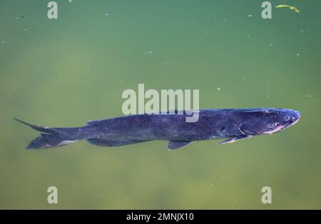 channel catfish or Ictalurus punctatus swimming in a pond at the ...