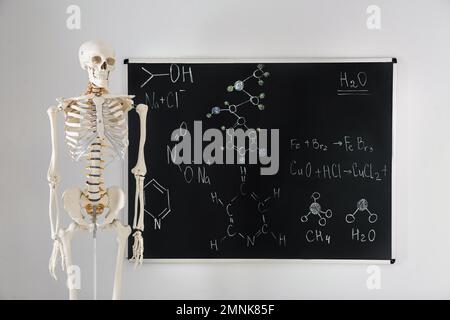 Human skeleton model near chalkboard in classroom Stock Photo - Alamy