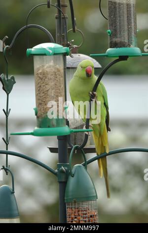 Wild Parakeet in Birmingham, West Midlands, England, UK Stock Photo - Alamy