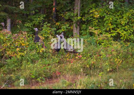 Eastern wild turkeys on a hillside in Clam Lake, Wisconsin Stock Photo ...