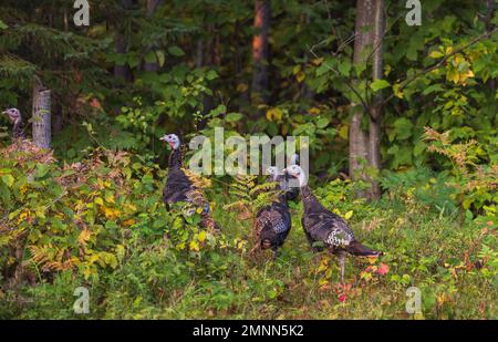 Eastern wild turkeys on a hillside in Clam Lake, Wisconsin Stock Photo ...