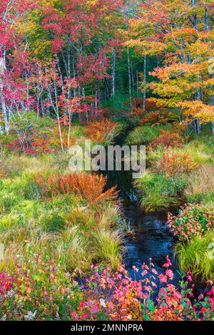 Fall foliage color in Sable county, Nova Scotia, Canada Stock Photo - Alamy