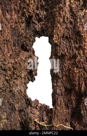 Tropical tree bark texture in natural jungle Mexico Stock Photo - Alamy