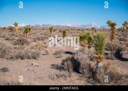 Parts of Nevada, like this stretch of Nye County, are populated with ...