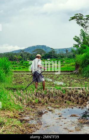 Laborer in the rice fields, working in the sunshine in the open field ...