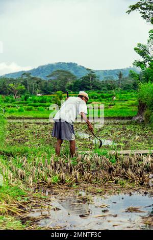 Laborer in the rice fields, working in the sunshine in the open field ...