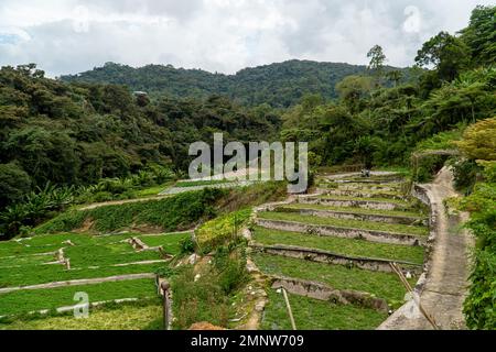 Landscape of watercress plantation, terraced vegetable fields. Farming ...