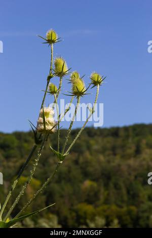 Detailed closeup on the Purple thorn geometer moth, Selenia ...