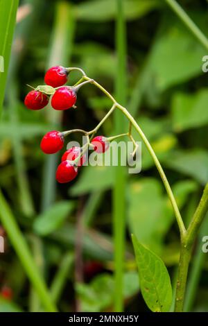 Red berries of woody nightshade, also known as bittersweet, Solanum ...