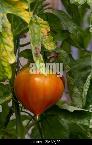 Ripe red and green tomatoes hanging on tomato tree in the garden Stock Photo - Alamy