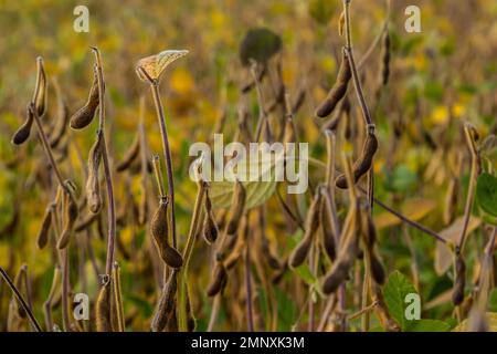 A soya field almost ready to be harvested on a farm in Rio Grande do ...