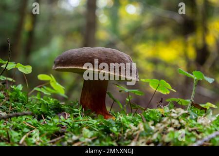 Neoboletus luridiformis known as Boletus luridiformis - edible mushroom ...