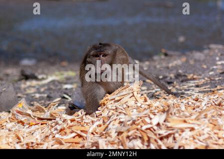 Macaque monkey chooses food from pile of bread crusts on ground ...