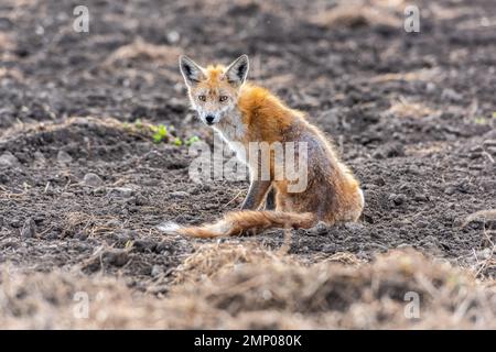 Red fox exhibiting Mange. Red fox on field with dermatitis (flea ...