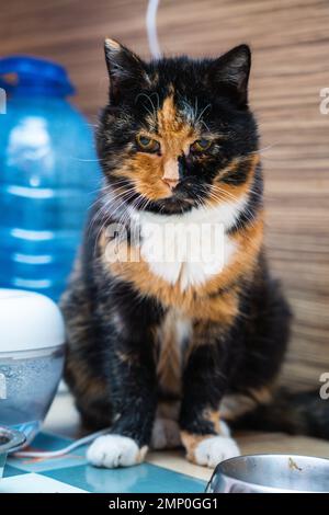 Portrait of her she nice-looking beautiful glamorous baleful amazed ...