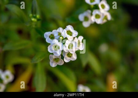 Close up of Lobularia maritima flowers syn. Alyssum maritimum, common ...