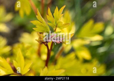 Blooming Dicentra spectabilis 'Gold Heart' in the garden Stock Photo ...