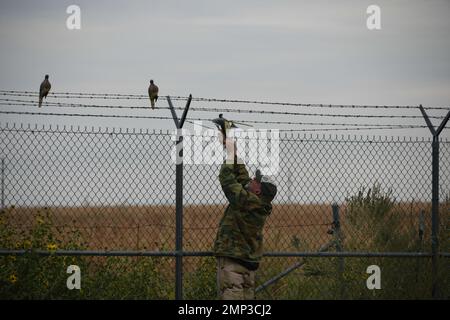 Greg Goskey places a decoy on a fence during a dove hunt at Altus Air ...