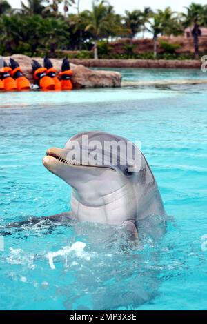 Exclusive!! General view of a dolphin at Dolphin Cay at Atlantis ...