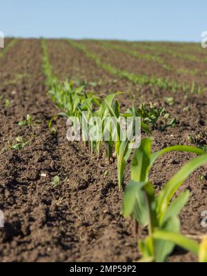 field with corn in spring. Parposts of plants began to grow in a ...