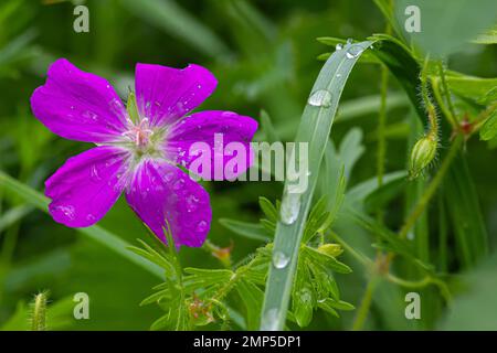blue purple wildflowers close up on a green background Stock Photo - Alamy