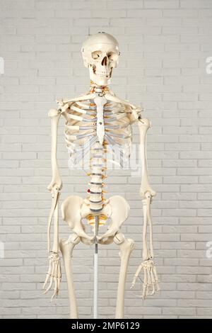 Artificial human skeleton model near window indoors, back view Stock ...