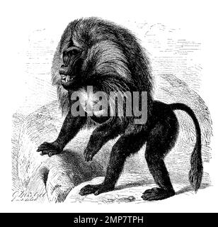 Blutbrustpavian (Theropithecus gelada Stock Photo - Alamy