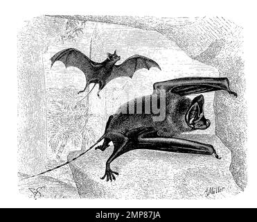Greater mouse-tailed bat, Rhinopoma microphyllum, Rhinopomatidae ...