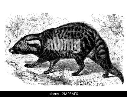 Afrikanische Zibetkatze, Civettictis civetta, Historisch, historical ...