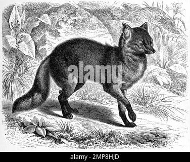 Cerdocyon