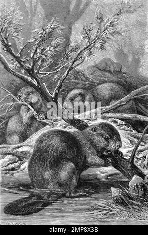 Eurasian beaver or European beaver, Europäische Biber, Eurasischer ...