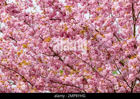 Spring background with blossoming rose buds. Blooming orange, pink and ...