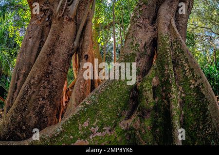Ficus benghalensis, commonly known as the banyan, banyan fig and Indian ...