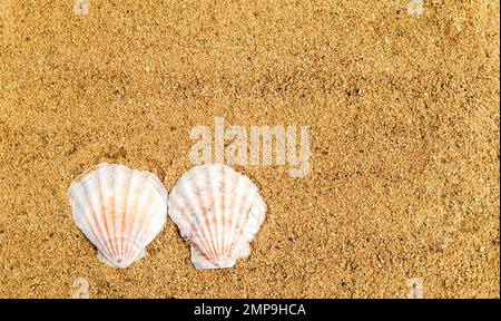 assorted mixed sea shells snail house on sands Stock Photo - Alamy