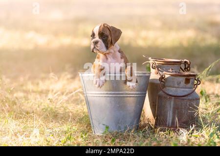 A boxer puppy sitting inside a metal bucket in nature Stock Photo - Alamy