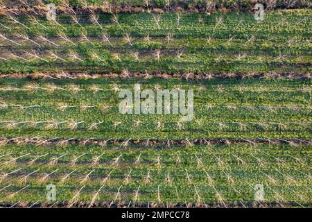 Aerial documentation of a new poplar plantation for paper production ...