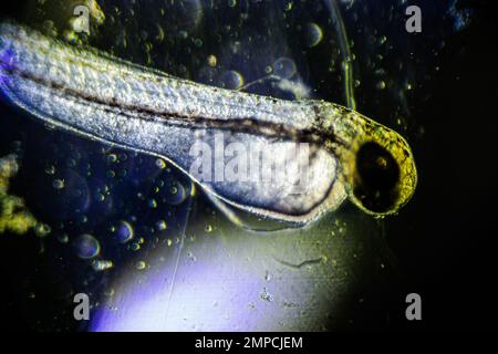 newly hatched freshwater fish under a light microscope Stock Photo - Alamy