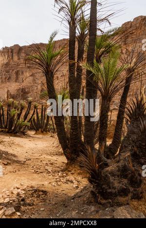Africa, Algeria, Illizi Province, Sahara desert, Tassili n'Ajjer ...