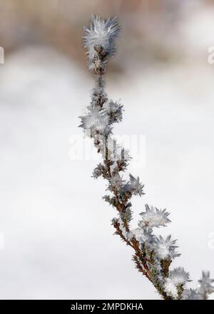 Frost covered plant stems, showing ice crystal formation, Dumfries, SW ...