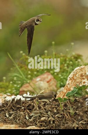 Sand Martin (Riparia riparia riparia) adults collecting nesting ...