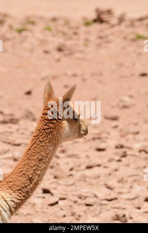 Wild Vikunja in Atacama desert Chile South America Stock Photo - Alamy