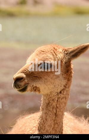Portrait of Wild Vikunja in Atacama desert Chile South America Stock ...