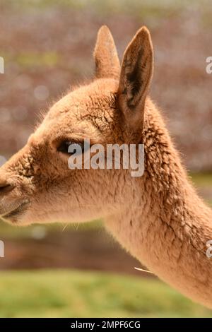 Portrait of Wild Vikunja in Atacama desert Chile South America Stock ...