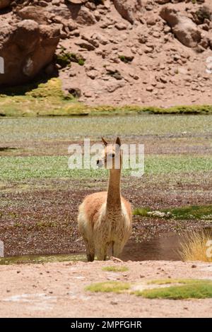 Wild Vikunja in Atacama desert Chile South America Stock Photo - Alamy